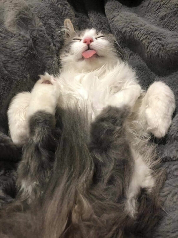 35 Weird And Funny Cats That Made Their Owners Ask What's Wrong With ...