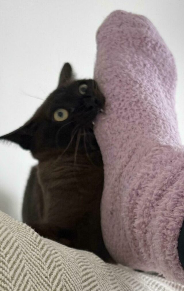 35 Weird And Funny Cats That Made Their Owners Ask What's Wrong With ...