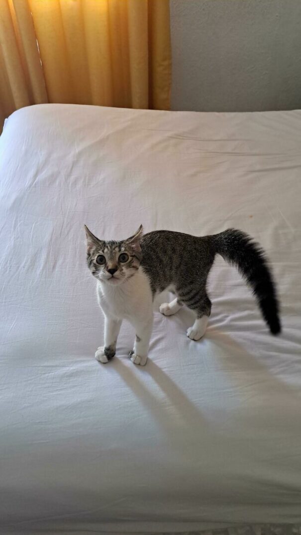 35 Weird And Funny Cats That Made Their Owners Ask What's Wrong With ...
