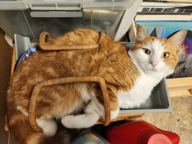 35 Weird And Funny Cats That Made Their Owners Ask What's Wrong With ...