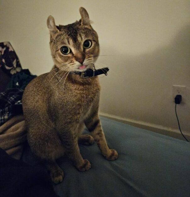 35 Weird And Funny Cats That Made Their Owners Ask What's Wrong With ...