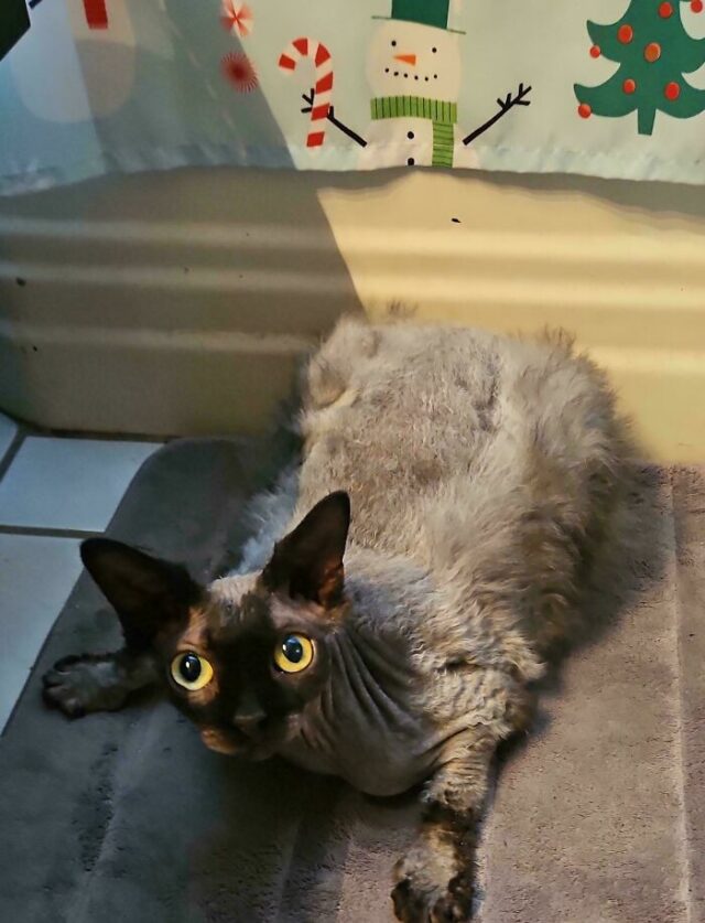 35 Weird And Funny Cats That Made Their Owners Ask What's Wrong With ...