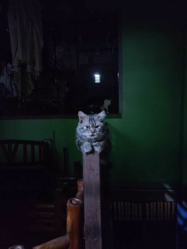 35 Weird And Funny Cats That Made Their Owners Ask What's Wrong With ...