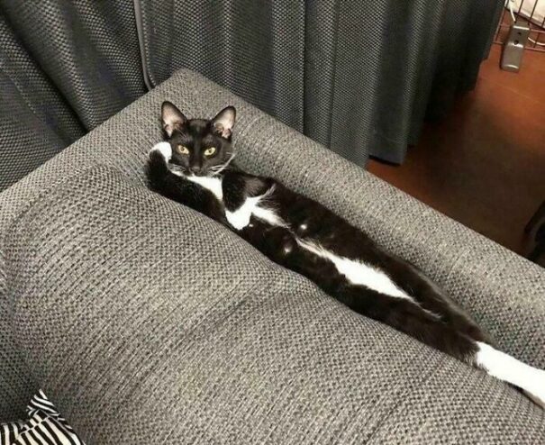 35 Weird And Funny Cats That Made Their Owners Ask What's Wrong With ...
