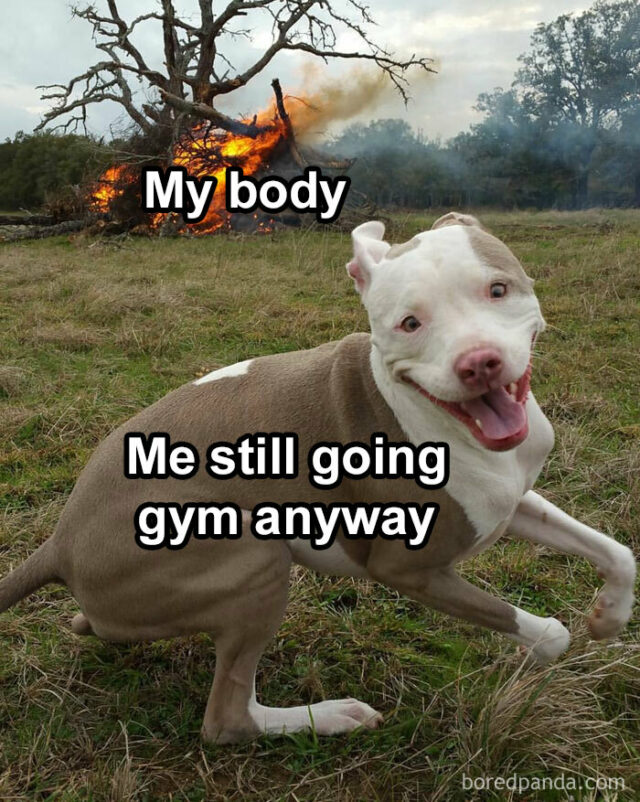 25 Relatable Memes About Gym Life Demilked