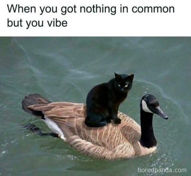 40 Chucklesome Memes To Share With Your Friends | DeMilked