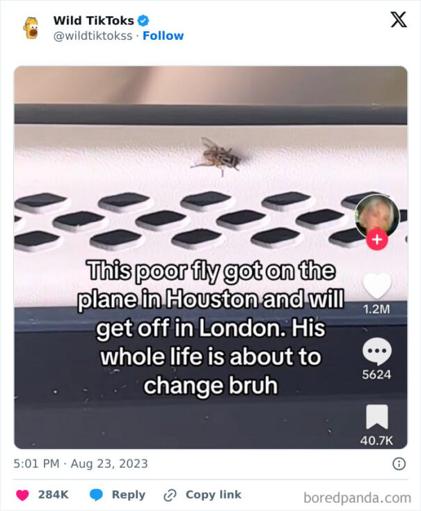 25 “Wild TikToks” That Range From Funny To Cringe | DeMilked