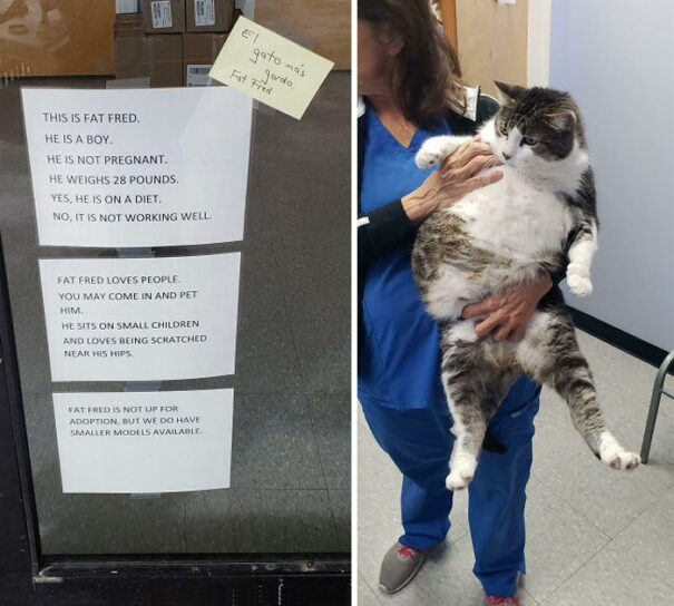 35 Funny And Heartwarming Vet Clinic Stories Shared Through Pics | DeMilked