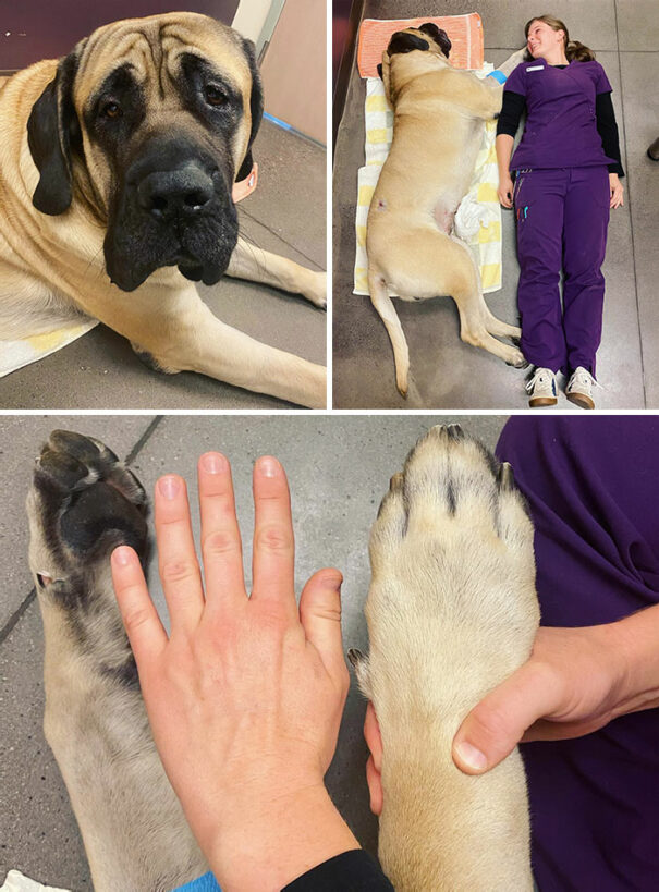35 Funny And Heartwarming Vet Clinic Stories Shared Through Pics | DeMilked