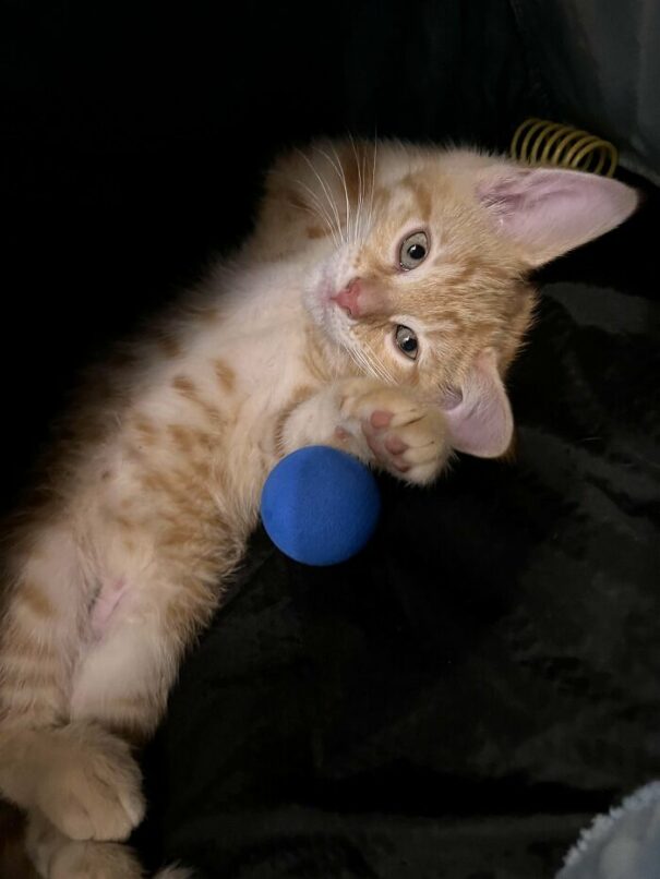 40 Heartwarming Snaps Of Rescued Animals Photographed In Their New ...