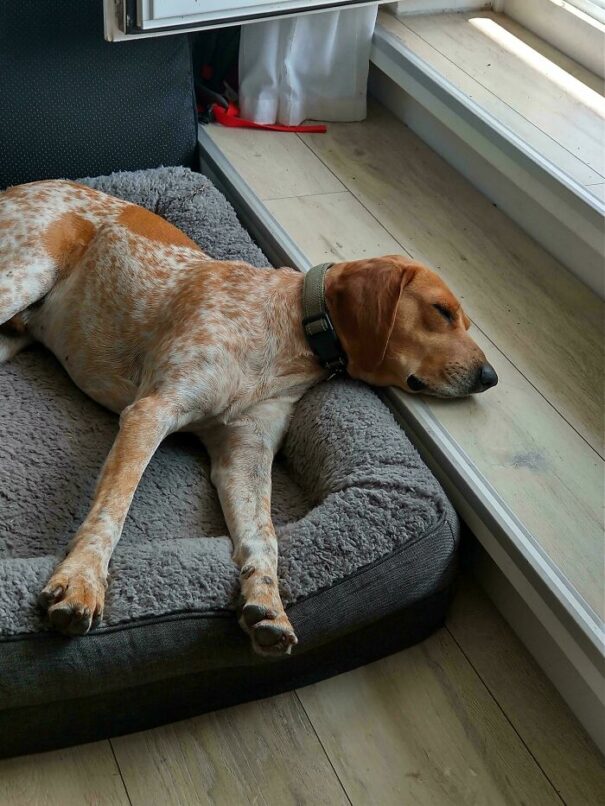 40 Heartwarming Snaps Of Rescued Animals Photographed In Their New ...