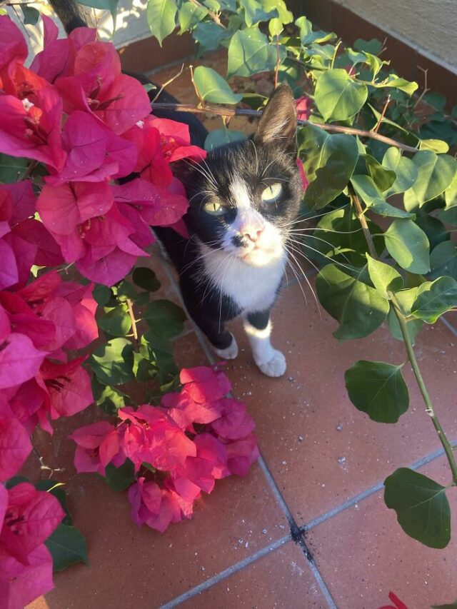 40 Heartwarming Snaps Of Rescued Animals Photographed In Their New ...