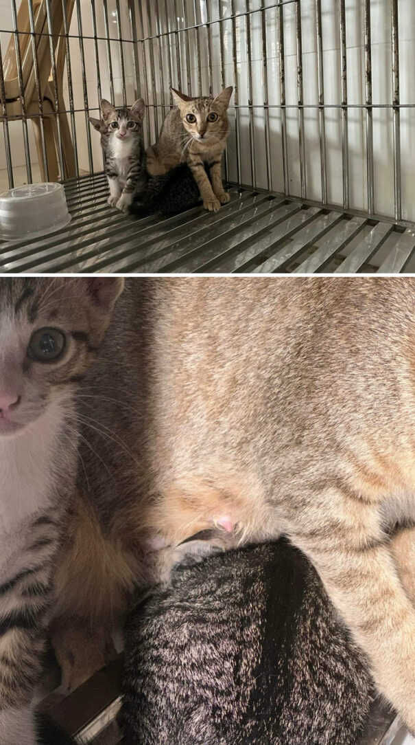 40 Heartwarming Snaps Of Rescued Animals Photographed In Their New ...