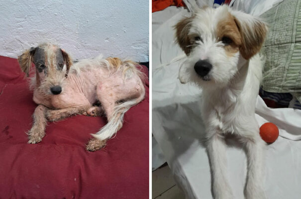 40 Heartwarming Snaps Of Rescued Animals Photographed In Their New ...