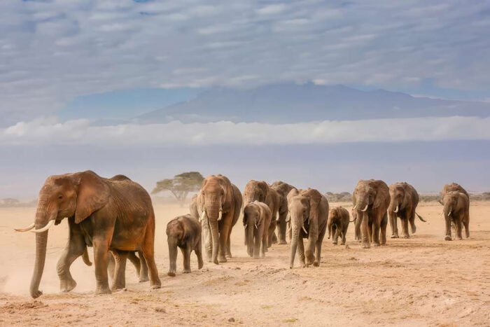 The Winners Of The 2023 British Photography Awards (Wildlife Category ...