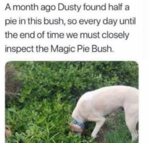 40 “Doggo Memes” To Lift Your Spirits | DeMilked