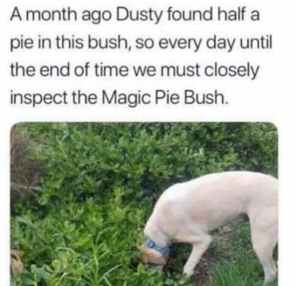 40 “Doggo Memes” To Lift Your Spirits | DeMilked