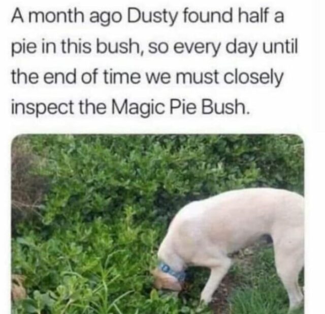 40 “Doggo Memes” To Lift Your Spirits | DeMilked