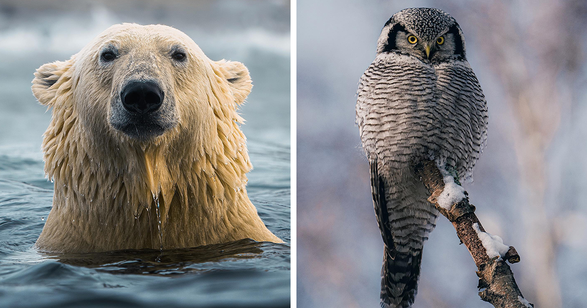 30 captivating close-ups of wilderness creatures by Konsta Punkka ...