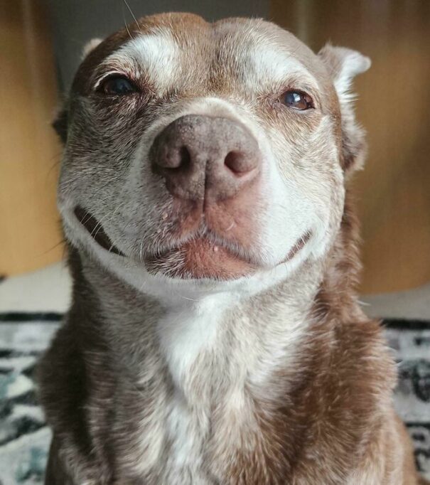 35 Times Animals Were So Irresistibly Cute, People Had To Share Pics ...