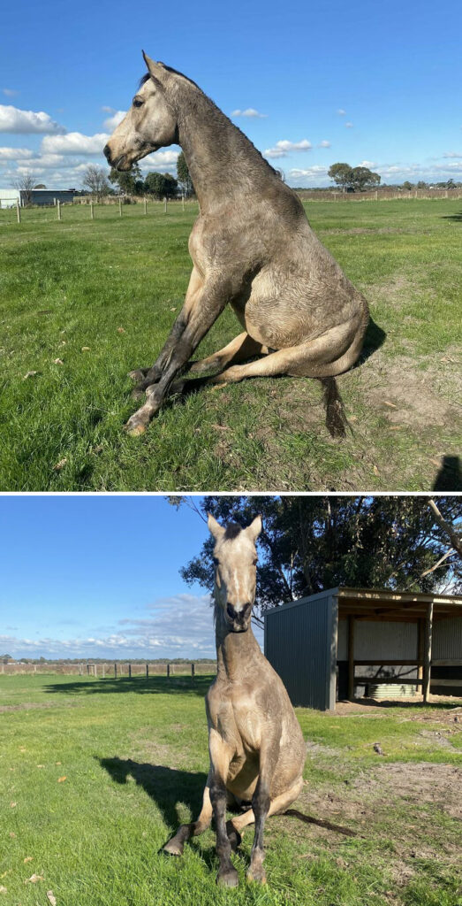 35 Times Animals Were So Irresistibly Cute, People Had To Share Pics ...