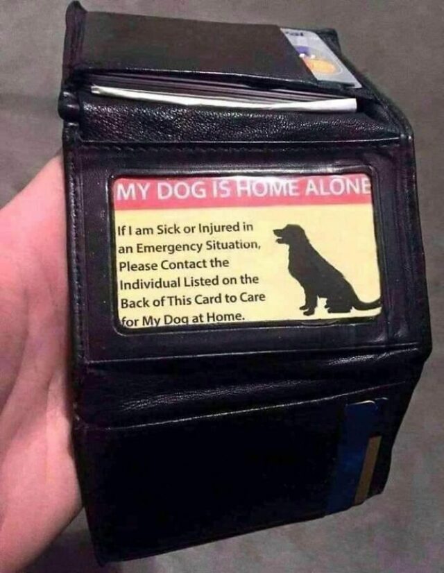 40 “Doggo Memes” To Lift Your Spirits | DeMilked