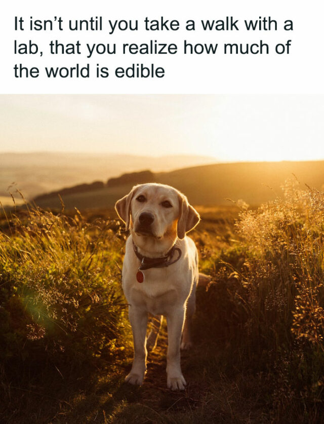 40 “Doggo Memes” To Lift Your Spirits | DeMilked