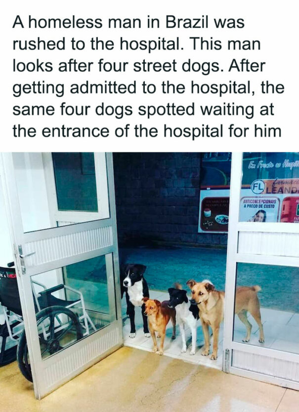 40 “Doggo Memes” To Lift Your Spirits | DeMilked