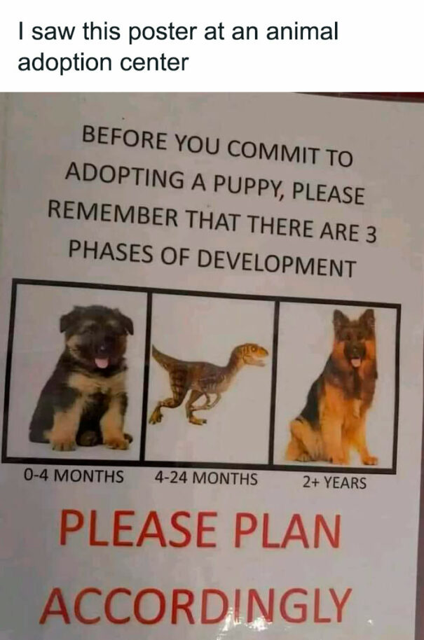 40 “Doggo Memes” To Lift Your Spirits | DeMilked