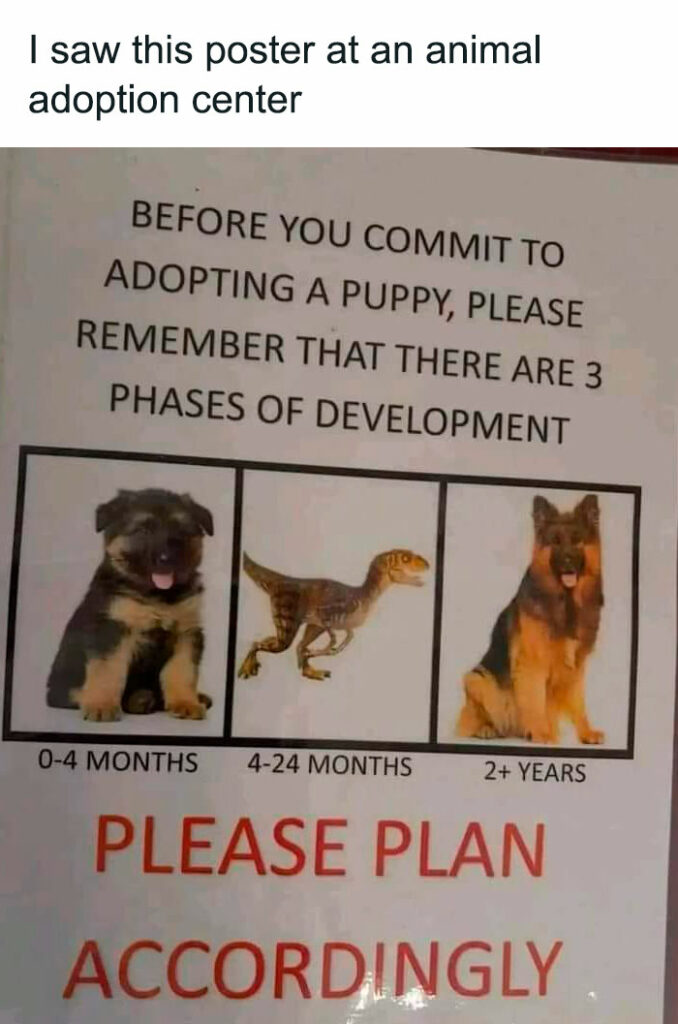 40 “Doggo Memes” To Lift Your Spirits | DeMilked