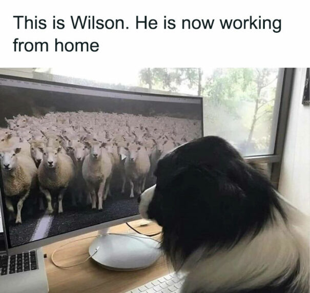 40 “Doggo Memes” To Lift Your Spirits | DeMilked