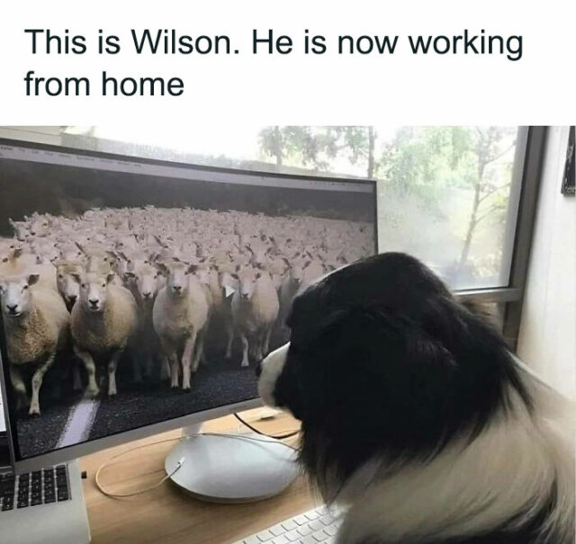 40 “Doggo Memes” To Lift Your Spirits | DeMilked