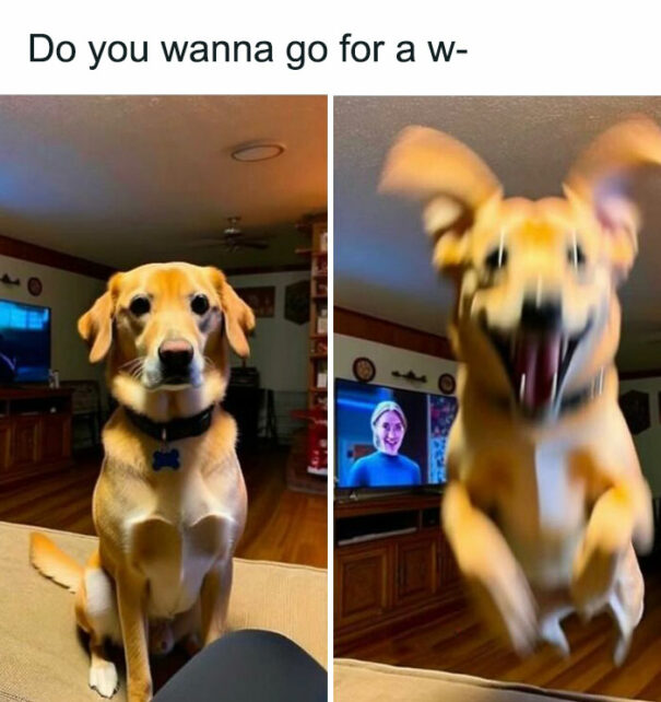 40 “Doggo Memes” To Lift Your Spirits | DeMilked