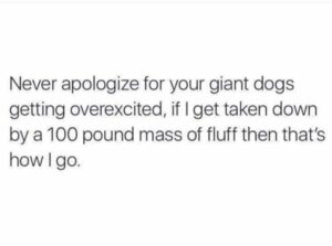 40 “Doggo Memes” To Lift Your Spirits | DeMilked