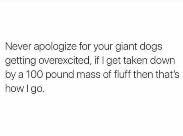 40 “Doggo Memes” To Lift Your Spirits | DeMilked