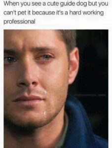 40 “Doggo Memes” To Lift Your Spirits | DeMilked