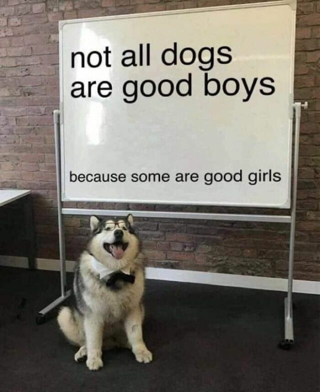 40 “Doggo Memes” To Lift Your Spirits | DeMilked