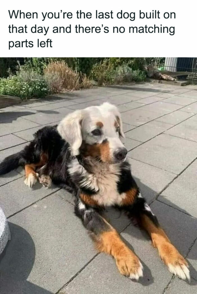 40 “Doggo Memes” To Lift Your Spirits | DeMilked