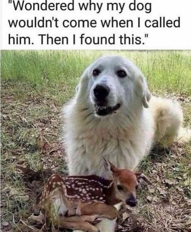 40 “Doggo Memes” To Lift Your Spirits | DeMilked