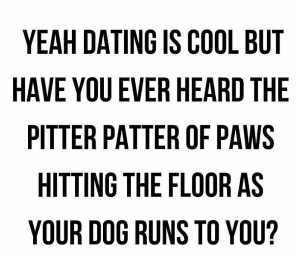 40 “Doggo Memes” To Lift Your Spirits | DeMilked