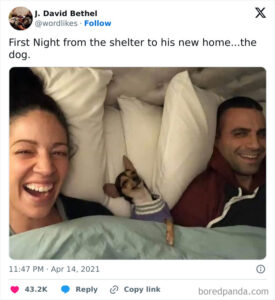 40 “Doggo Memes” To Lift Your Spirits | DeMilked