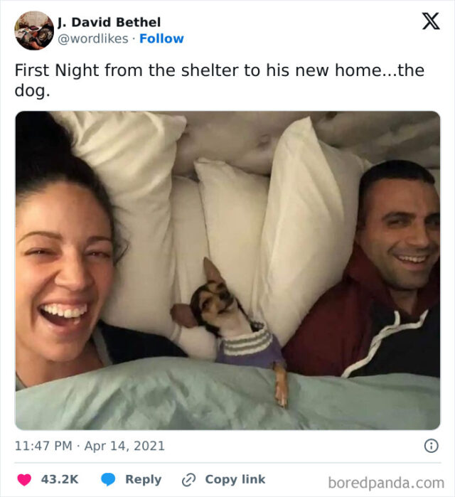 40 “Doggo Memes” To Lift Your Spirits | DeMilked