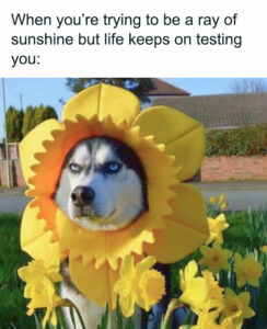 40 “Doggo Memes” To Lift Your Spirits | DeMilked