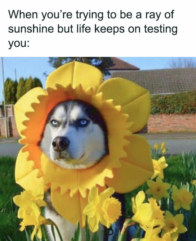 40 “Doggo Memes” To Lift Your Spirits | DeMilked