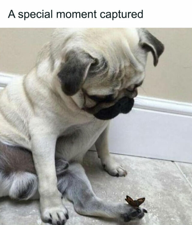 40 “Doggo Memes” To Lift Your Spirits | DeMilked