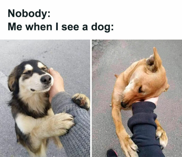 40 “Doggo Memes” To Lift Your Spirits | DeMilked