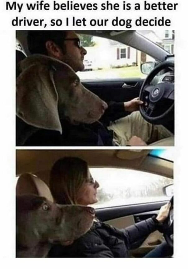 40 “Doggo Memes” To Lift Your Spirits | DeMilked