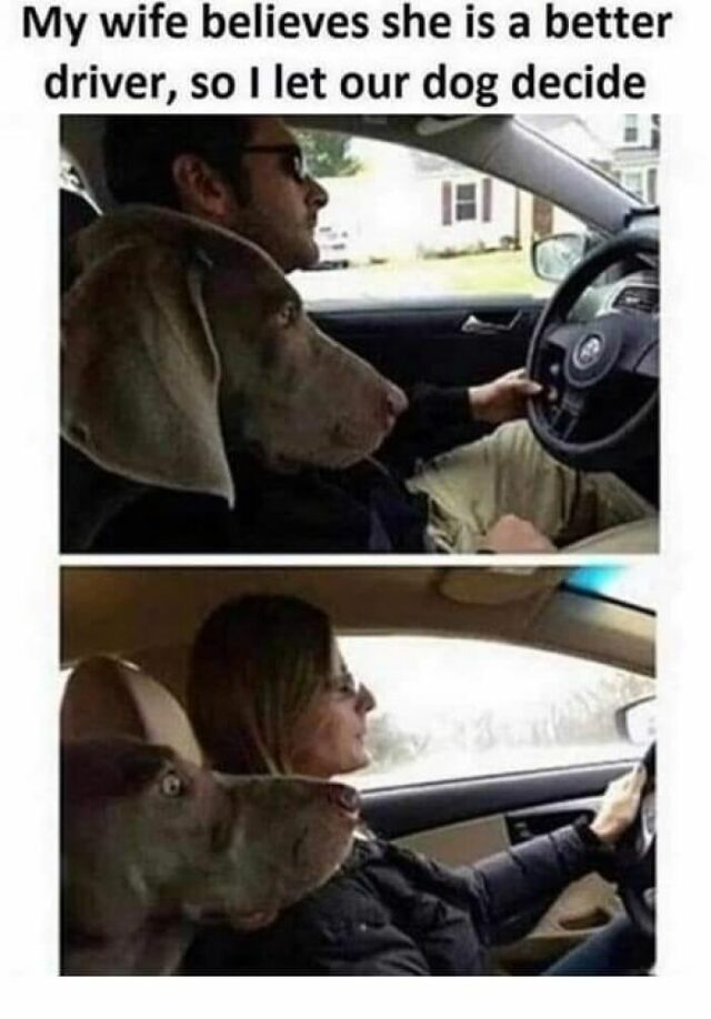 40 “Doggo Memes” To Lift Your Spirits | DeMilked