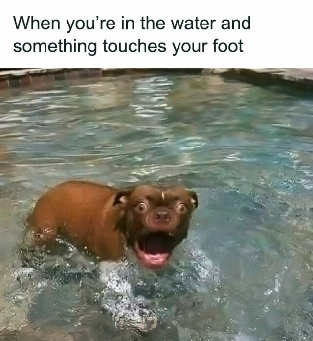 40 “Doggo Memes” To Lift Your Spirits | DeMilked