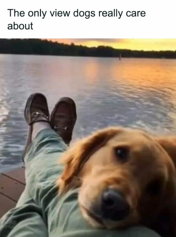 40 “Doggo Memes” To Lift Your Spirits | DeMilked